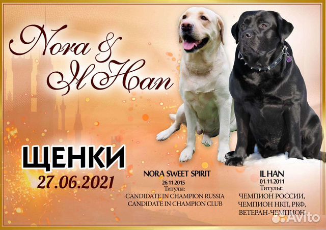 Щенки лабрадора