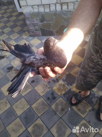 Продажа николаевских и кировоградских голубей