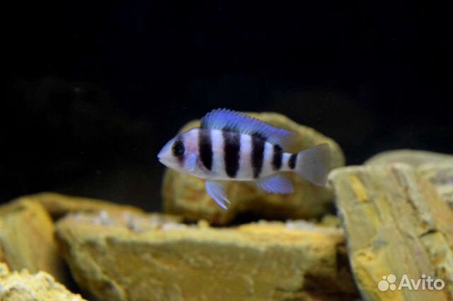 Фронтоза бурунди