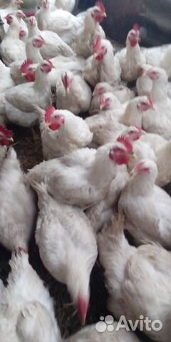 Утки, бройлеры