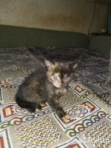 Девулька трехцветная, котенок на удачу