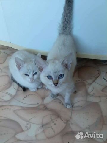 Котята девочки и мальчики