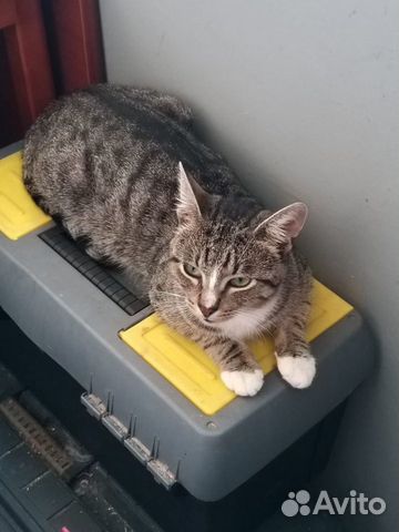 Отдадим котика бесплатно)