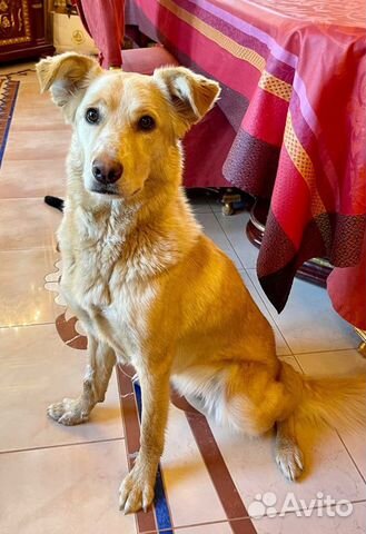 Красавица Лиса в ответственные руки