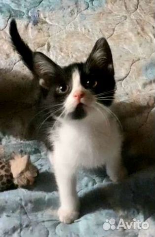 Котенок мальчик 2 с половиной месяца
