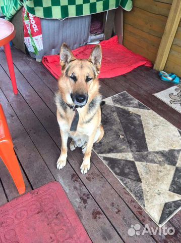 Метис овчарки