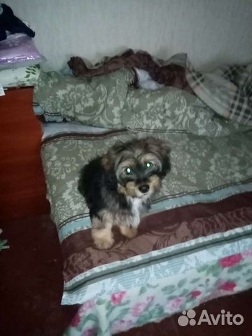 Отдам щеночка в заботливые руки. 3 мес