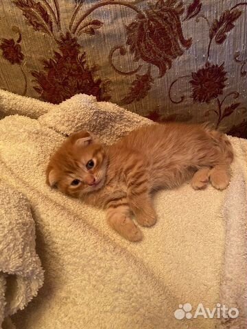 Котята бесплатно