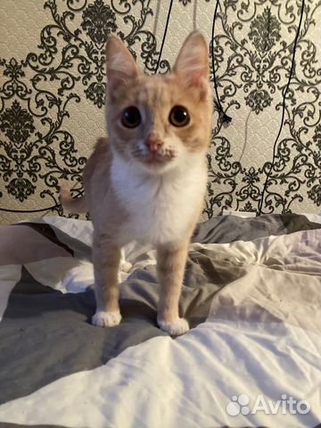 Котик с необычно расположенными глазками