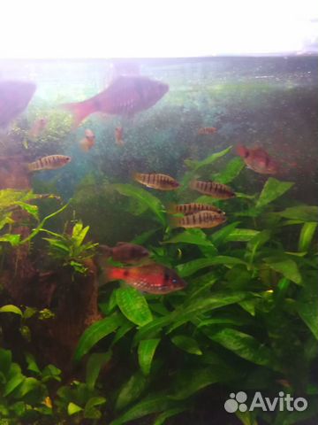 Чернополосая лимия