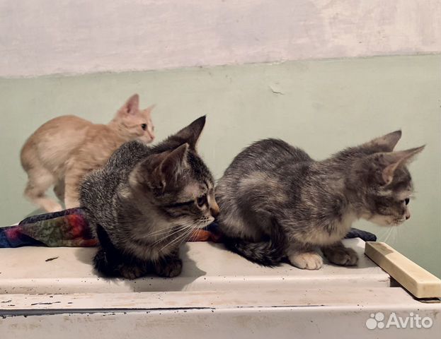 Котята в добрые руки