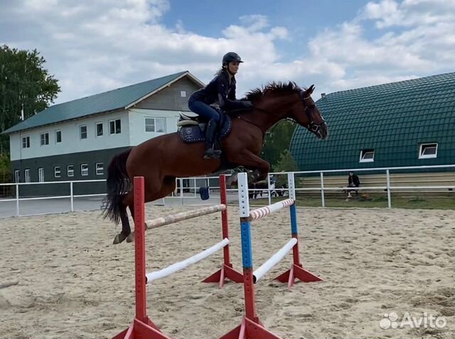 Кобыла буденновская