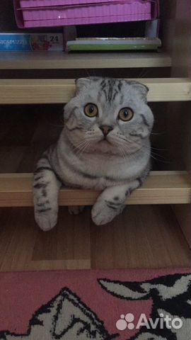 Вязка кота