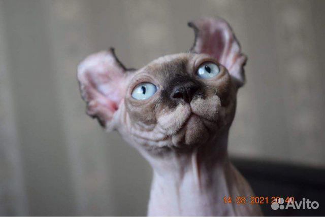 Котята эльфы