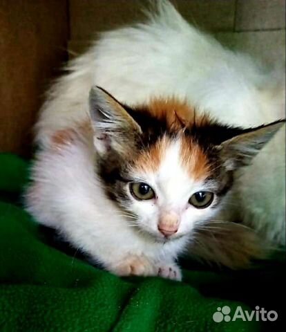 Котенок Кошечка Люсси 3,5 мес Трехцветка