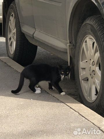 Котенок черненький в добрые руки