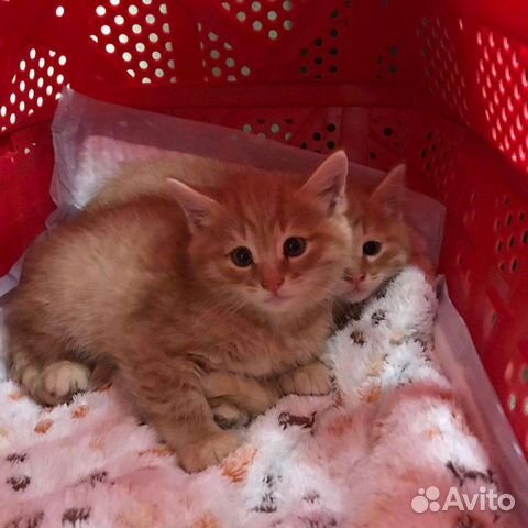Рыжие котята мальчики