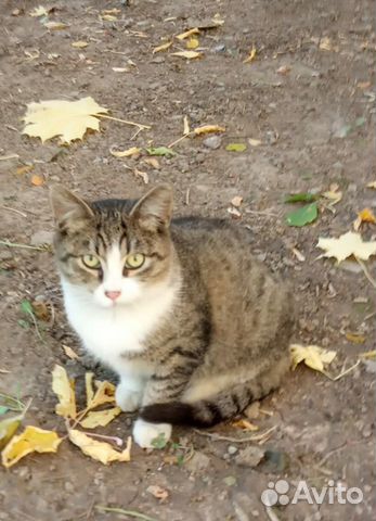 Котёнок Тыковка ищет дом