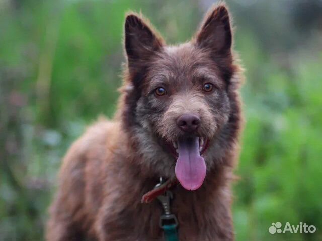 Вольт ищет дом