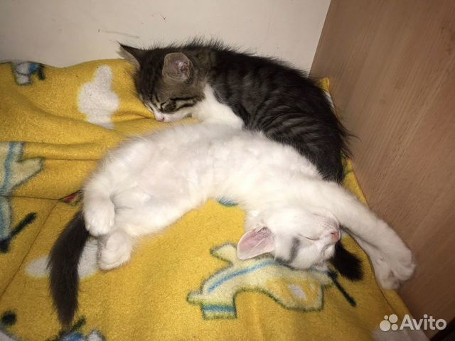 Котята в добрые ручки