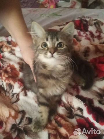 Котёнок,в добрые руки