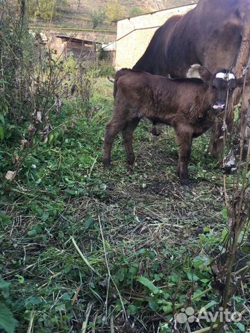 Телята телочки