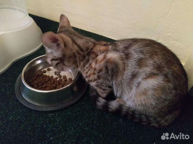 Метис бенгала