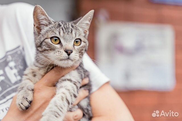 Котенок-полосатик для счастья