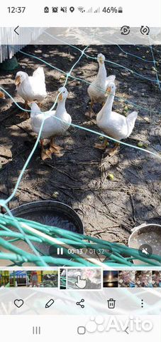 Продам гусей
