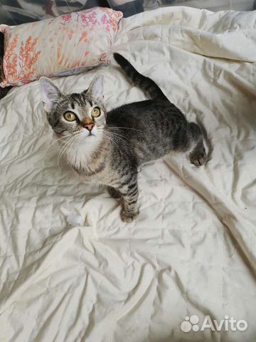 Кошка игривая девочка 6 месяцев