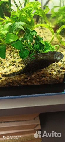 Анциструс обыкновенный (самка)