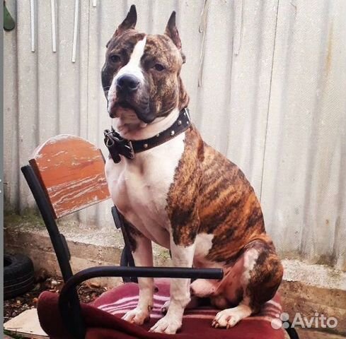 Стаффордширский терьер