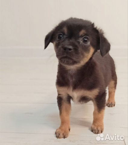 Той-терьер щенок