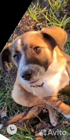 Щенулька Сальма в самые добрые ручки