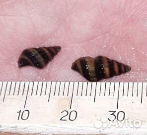 Улитка хищная Хелена