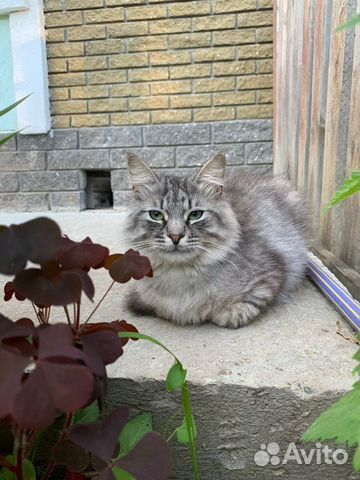 Потерялся кот