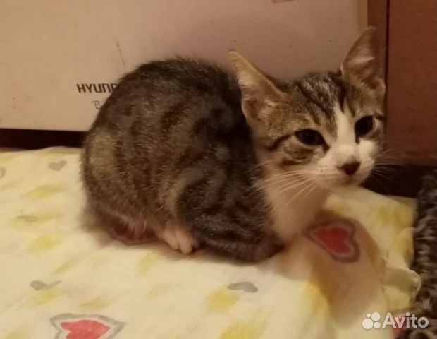 Маленькая киска Ладога