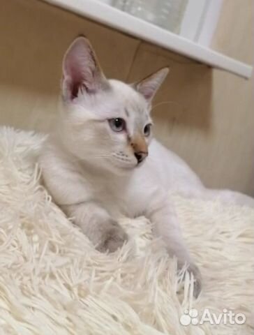 Котенок бабтеил тайский
