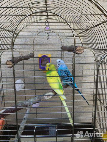 Волнистый попугай с клеткой