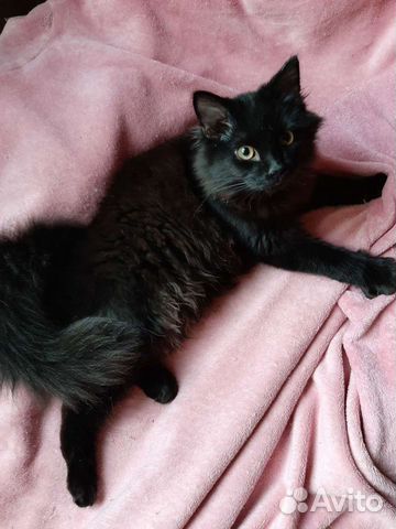 Персидский Принц Мишель