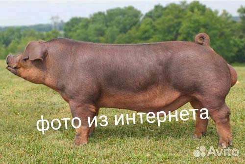 Хряк породы дюрок