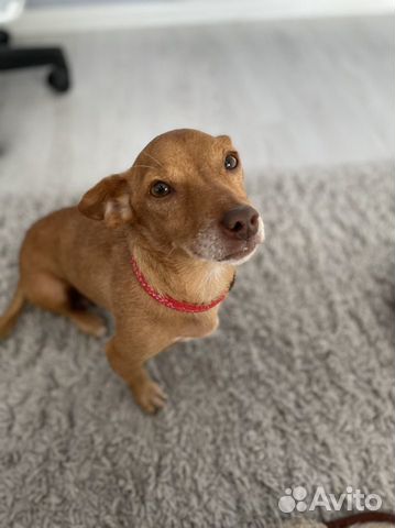 Сэнди в доьрые руки