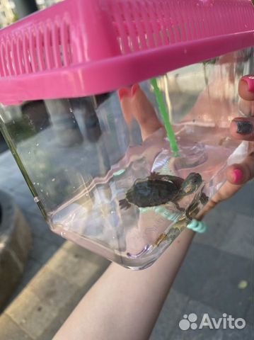 Черепашка маленькая