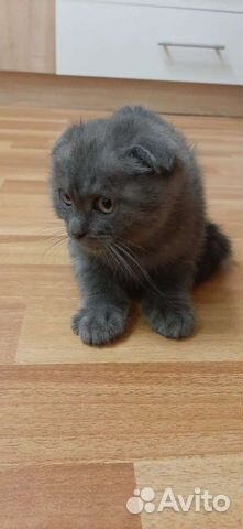 Шотландские вислоухие котята