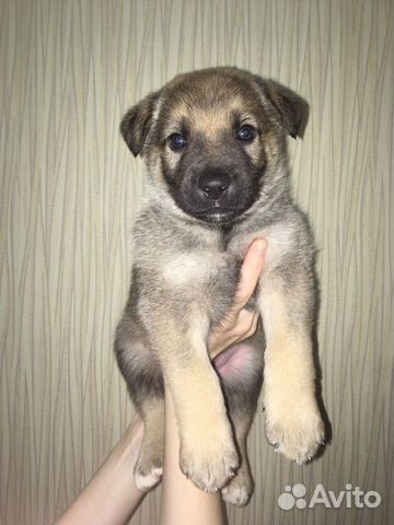 Щенок ищет дом Смесь хаски и лайки