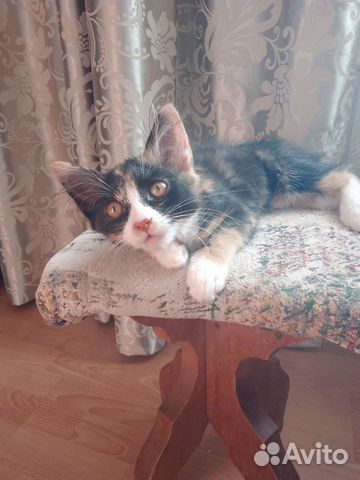 Котёнок