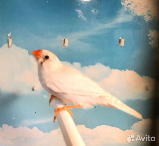 Зебровый амадин. Самка белая