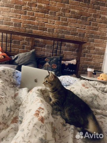 Котенок приученный к лотку девочка