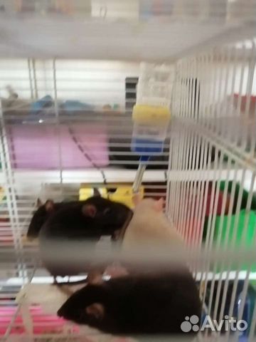 Крысята дамбо