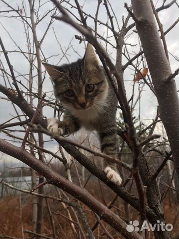 Котята 3 месяца ищут семью